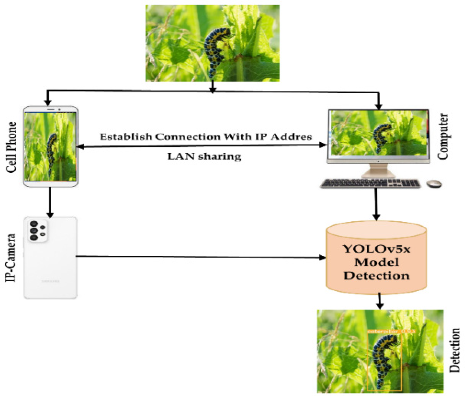 Deep Learning Based Detector YOLOv5 for Identifying Insect Pests