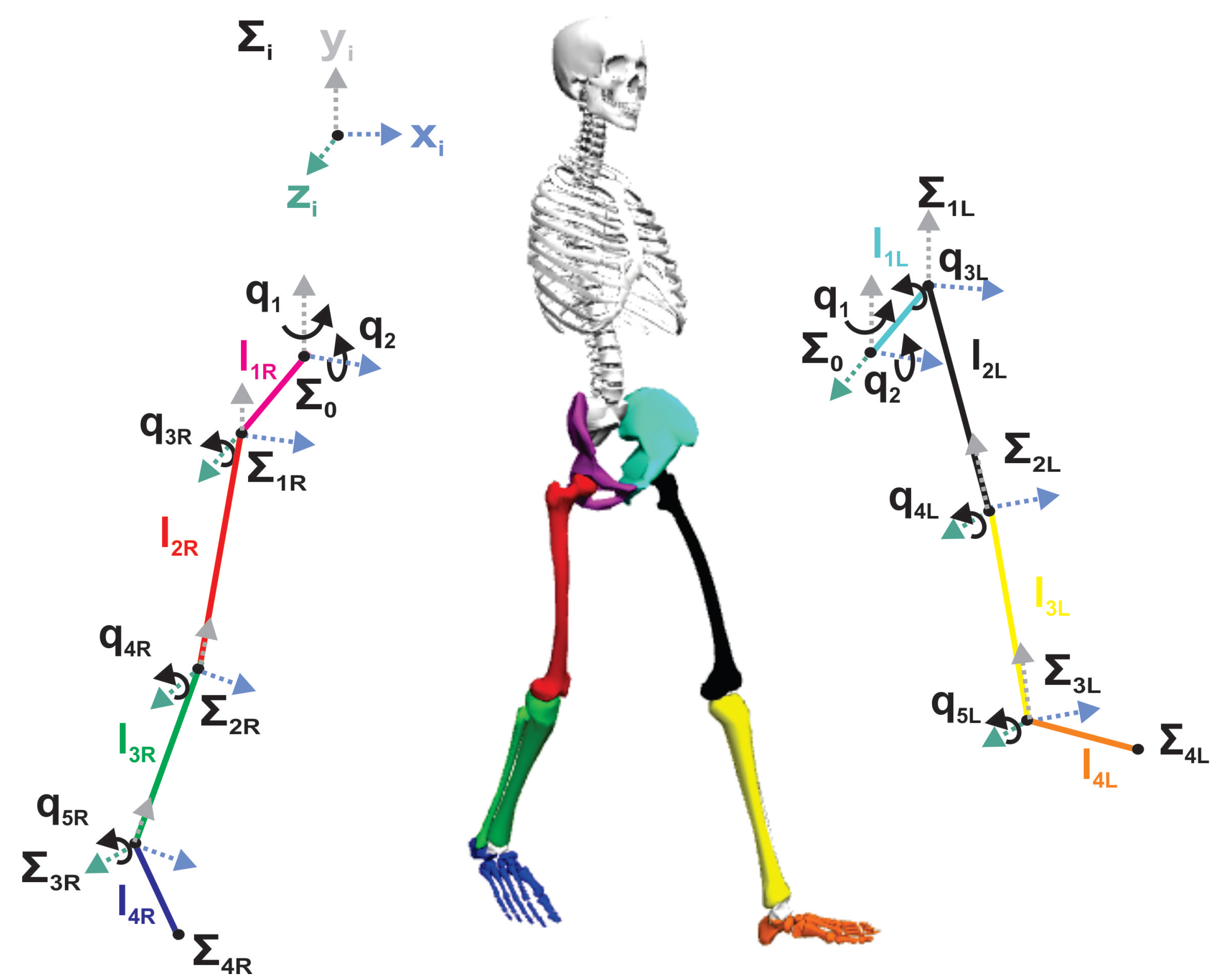Crouch Gait Analysis and Visualization Based on Gait Forward and ... Crouch Gait Analysis and Visualization Based on Gait Forward and ...