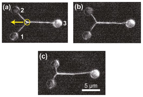 Holographic Optical Tweezers: Techniques and Biomedical Applications