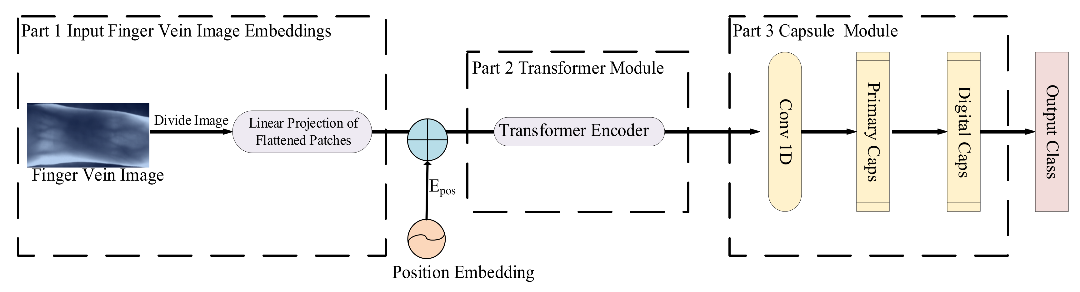 ViT-Cap: A Novel Vision Transformer-Based Capsule Network Model for Finger Vein Recognition