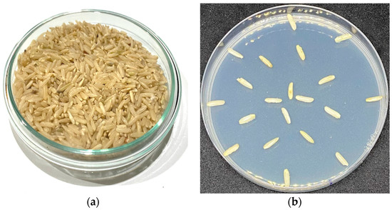 Inactivation of Contaminated Fungi in Rice Grains by Dielectric Heating