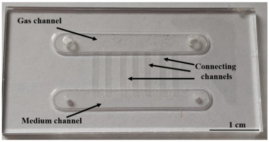 Lab-on-Chip Culturing System for Fungi—Towards Nanosatellite Missions
