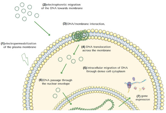 Electroporation in Clinical Applications—The Potential of Gene ...