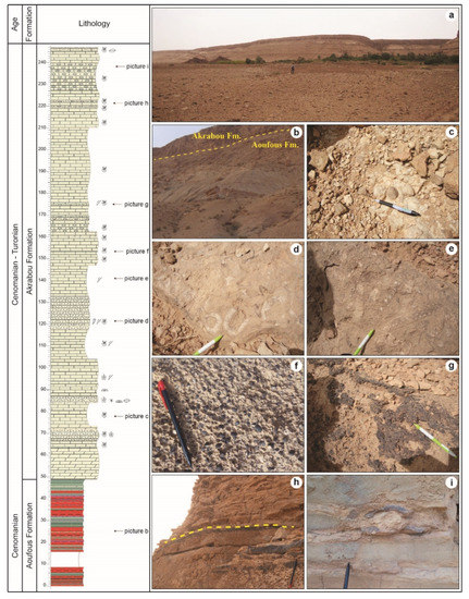 Lithostratigraphic, Paleoenvironmental Characterization and ...