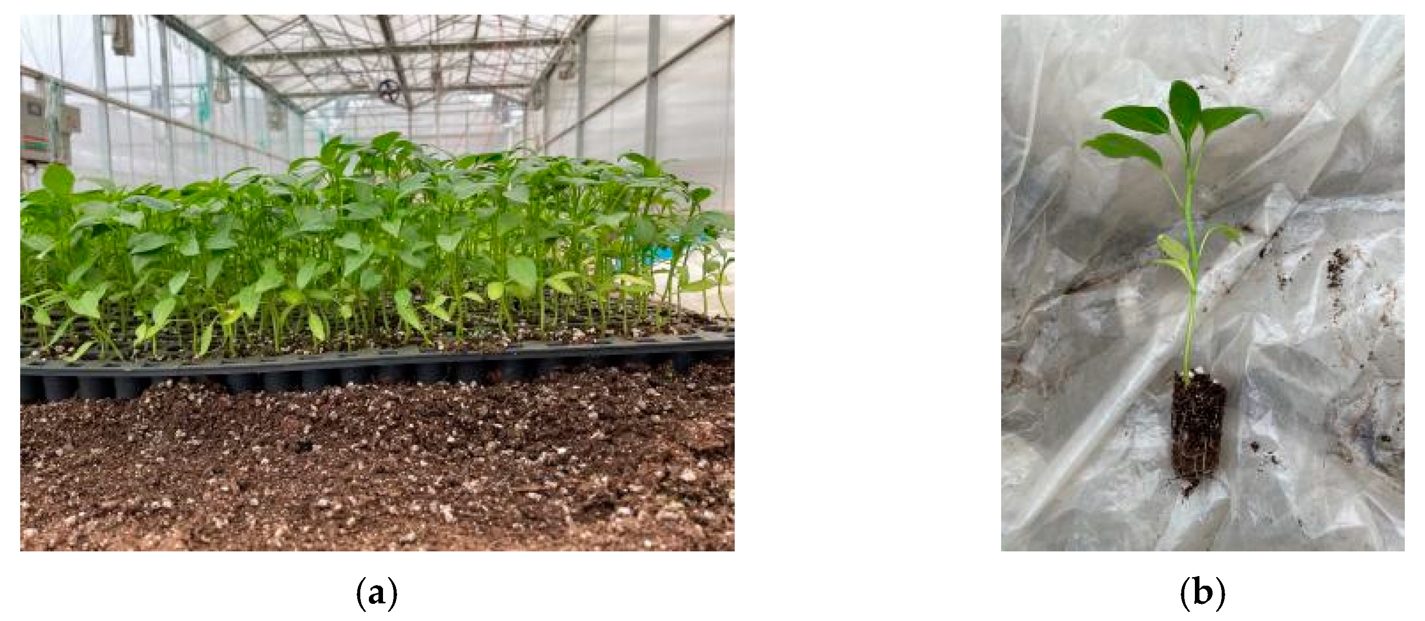 Design and Experimental Study of Intermittent Automatic Grouping ...