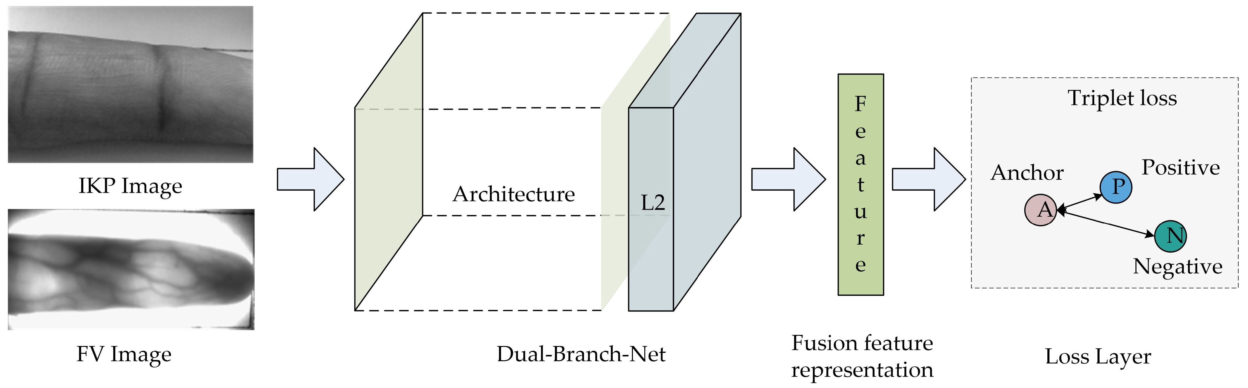Finger Vein and Inner Knuckle Print Recognition Based on Multilevel Feature Fusion Network