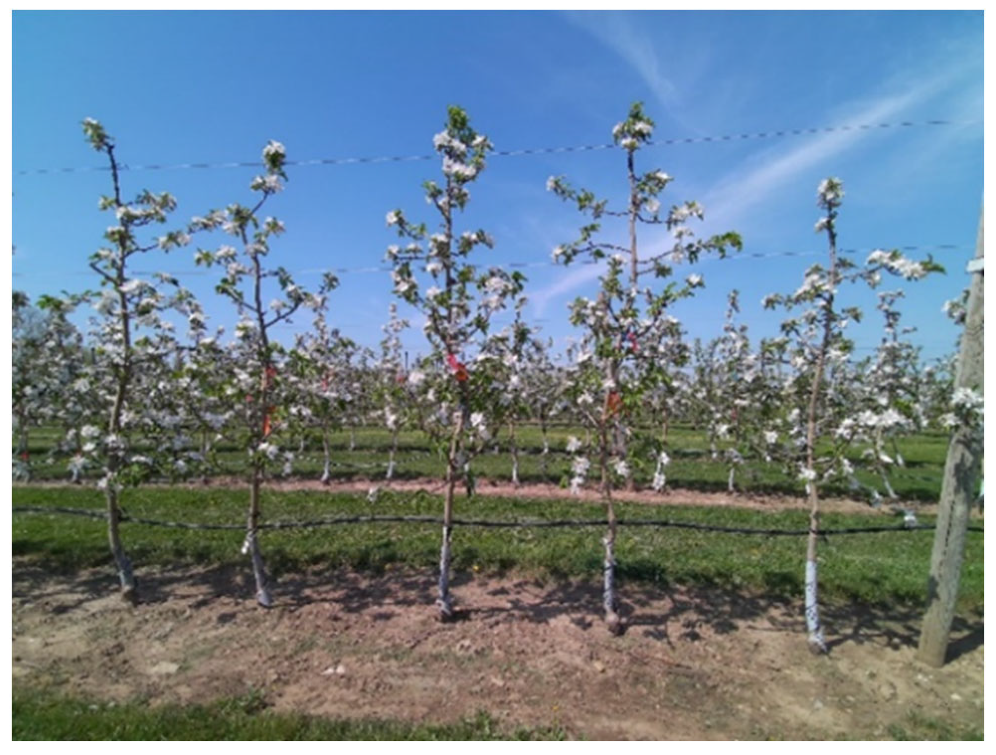 Smart Agriculture: A Fruit Flower Cluster Detection Strategy in Apple ...