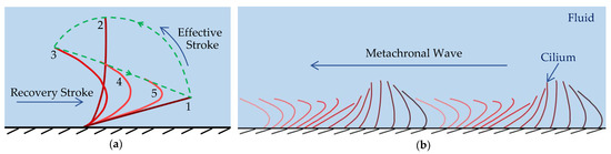 A Review on the Motion of Magnetically Actuated Bio-Inspired Microrobots