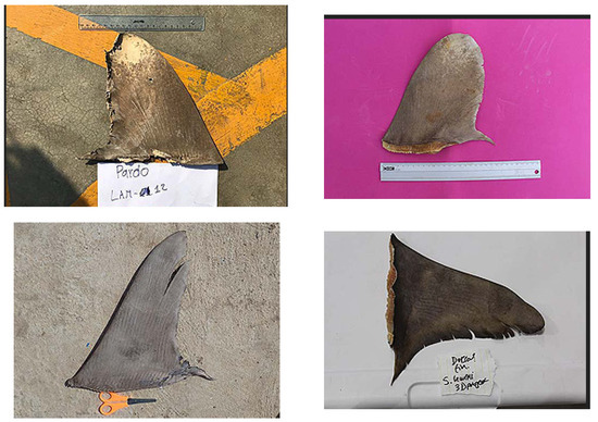 Identification of Shark Species Based on Their Dry Dorsal Fins through ...