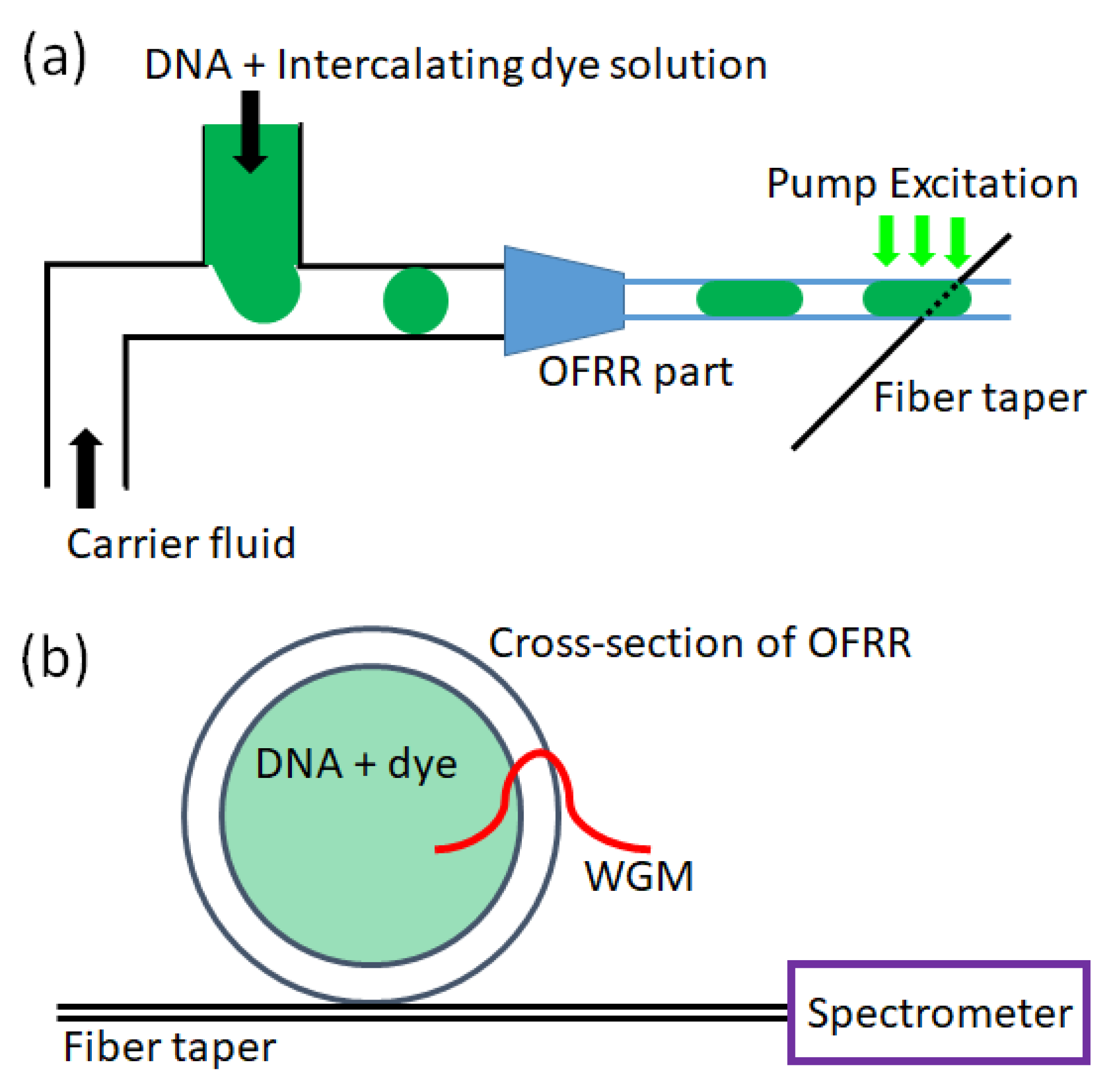 Dna Profiling Diagram Dna Profiling Diagram