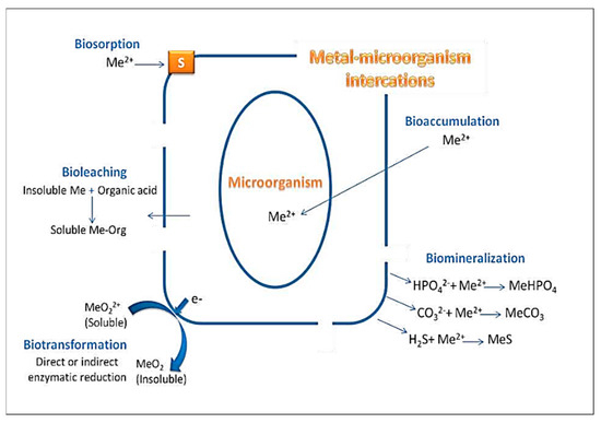 Microbial Bioremediation and Biodegradation of Petroleum Products—A ...