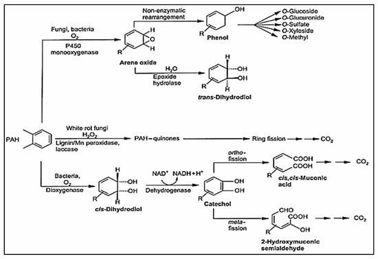 Microbial Bioremediation and Biodegradation of Petroleum Products—A ...