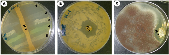 Metabolic Profiling of Streptomyces sp. Strain ess_amH1 Isolated from ...