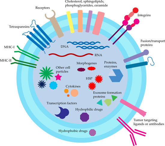 Origin and Composition of Exosomes as Crucial Factors in Designing Drug ...