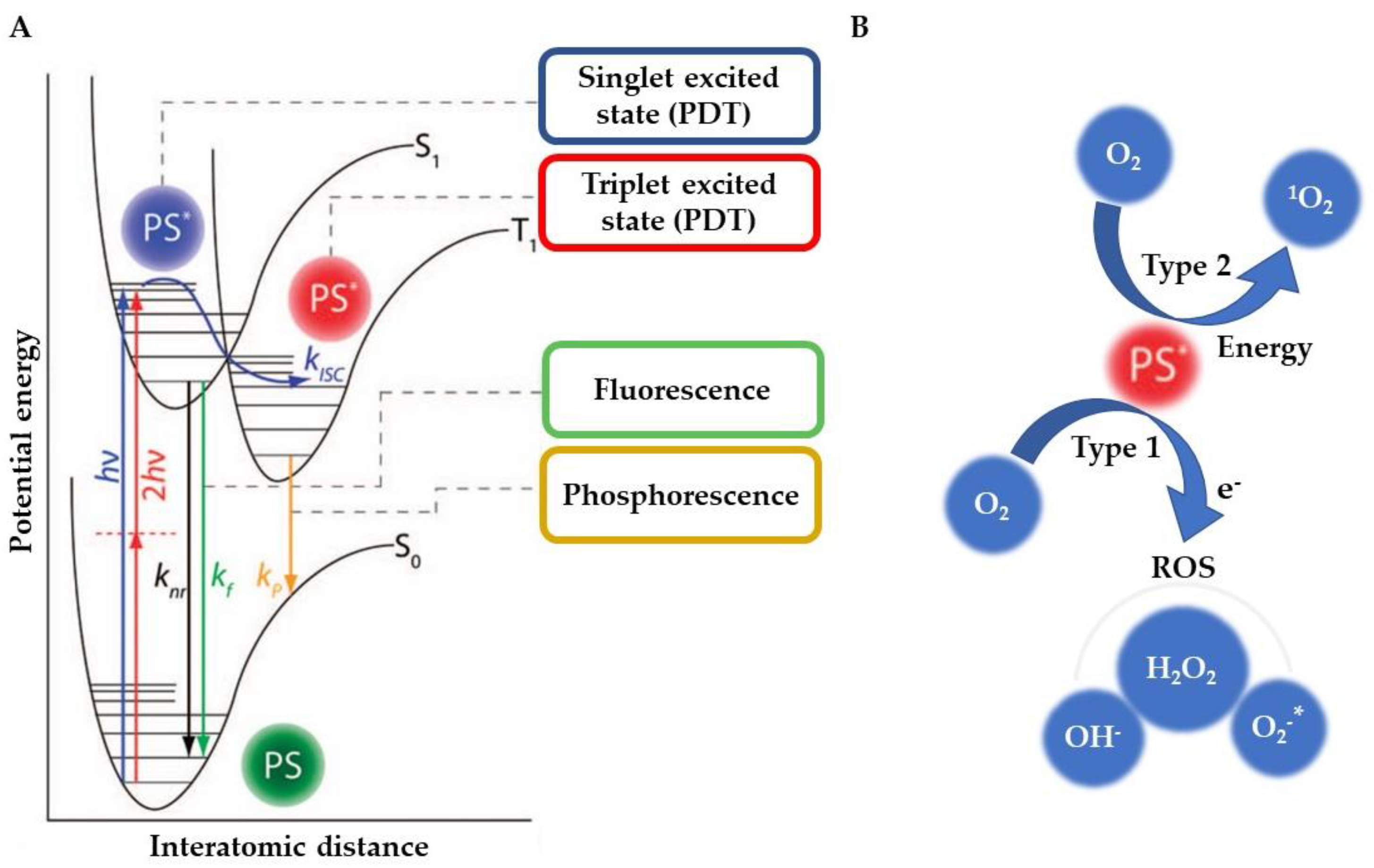 Oncological Applications of Photodynamic Therapy in Dogs and Cats