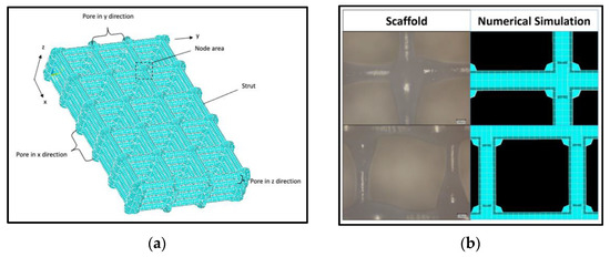 Parametric Numerical Modeling and Fabrication of PCL Scaffolds for Bone ...