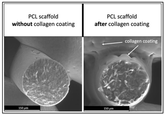 Parametric Numerical Modeling and Fabrication of PCL Scaffolds for Bone Tissue Engineering ...
