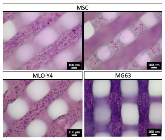 Parametric Numerical Modeling and Fabrication of PCL Scaffolds for Bone ...