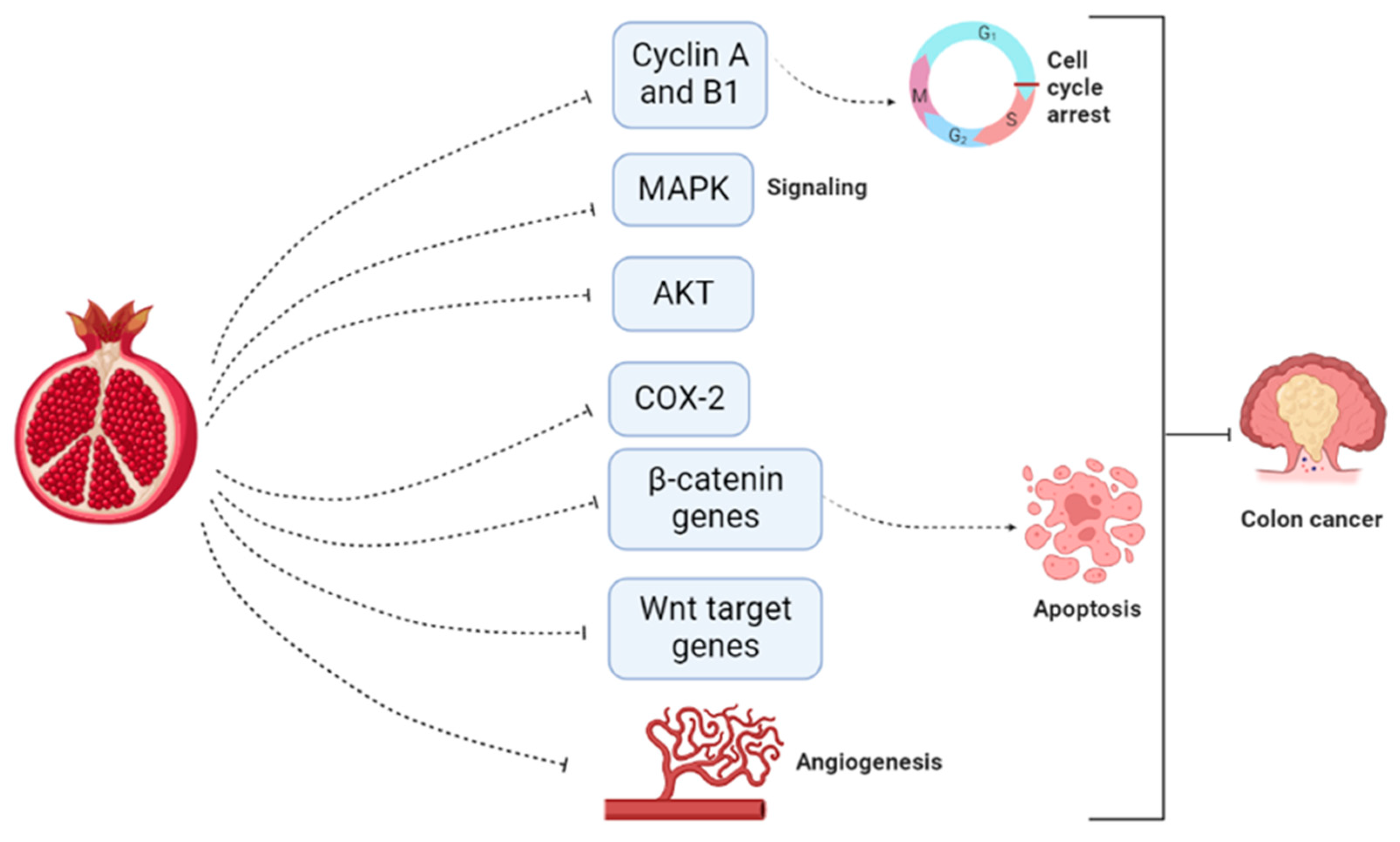 Preventive and Therapeutic Effects of Punica granatum (Pomegranate) in ...