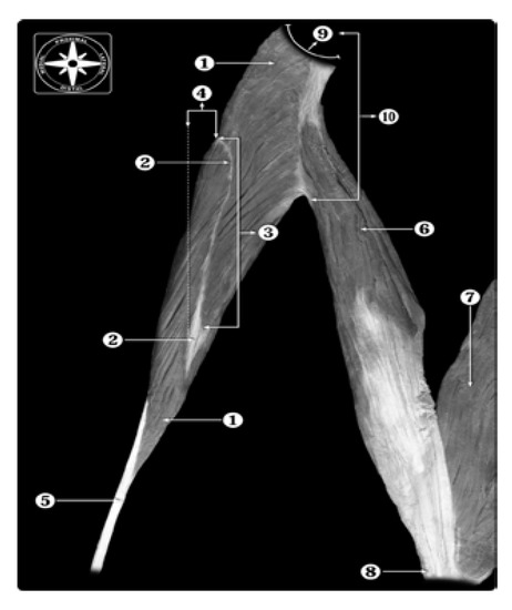 Hamstrings on Morphological Structure Characteristics, Stress Features ...