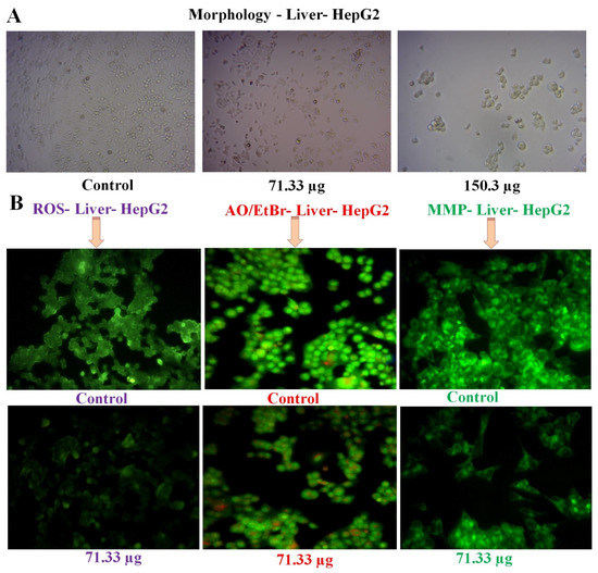 Applied Sciences | Free Full-Text | Extraction and Characterization of ...