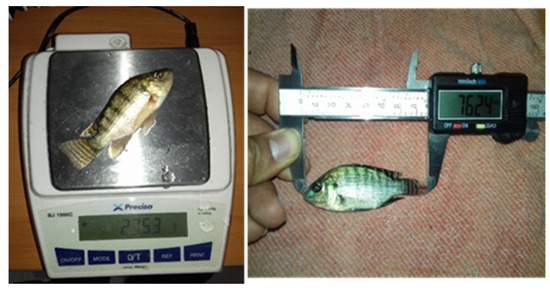 An Improved Method to Obtain Fish Weight Using Machine Learning and NIR ...