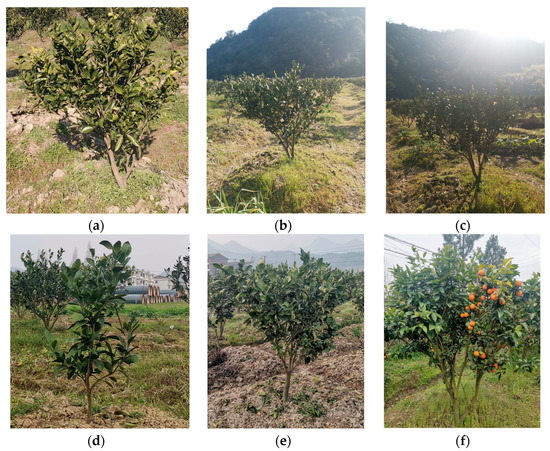 Citrus Tree Crown Segmentation of Orchard Spraying Robot Based on RGB-D Image and Improved Mask ...