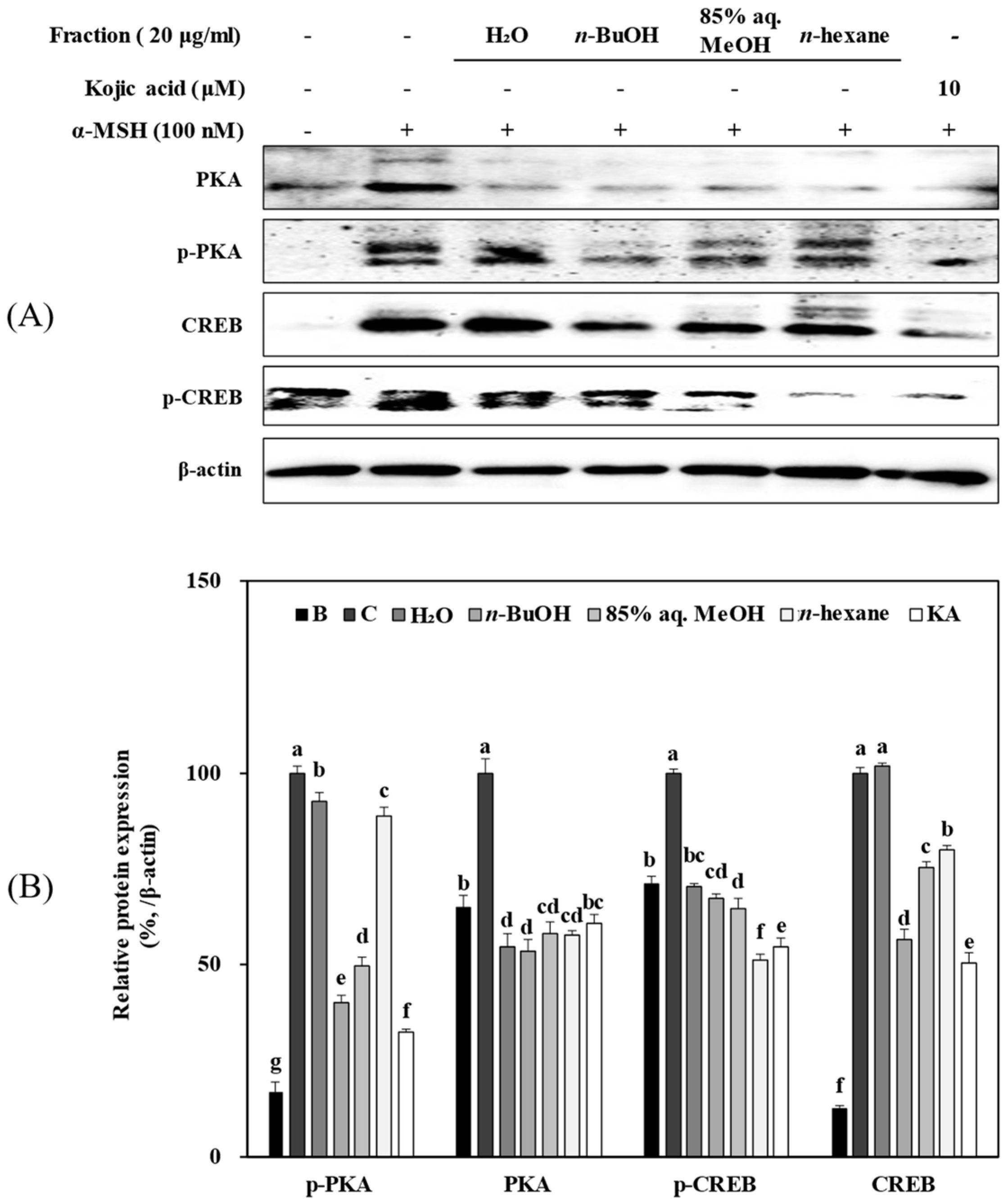 Anti-Melanogenesis Effect of Rosa rugosa on α-MSH-Induced B16F10 Cells ...