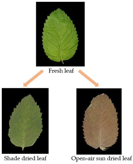 The Use of Digital Color Imaging and Machine Learning for the Evaluation of the Effects of Shade ...