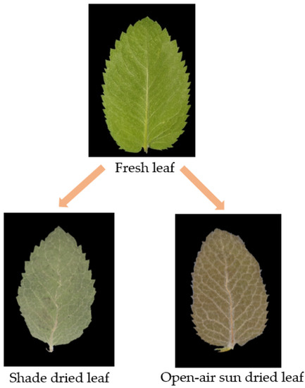 Differences Between Sun And Shade Leaves - Infoupdate.org