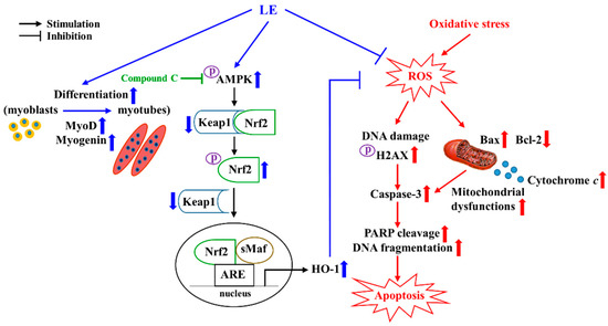 Loquat Leaf Extract Inhibits Oxidative Stress-Induced DNA Damage and ...