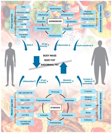 A Review of the Relationship between Gut Microbiome and Obesity