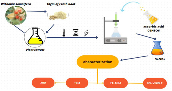 Evaluation of Green Synthesis (Withania somnifera) of Selenium ...