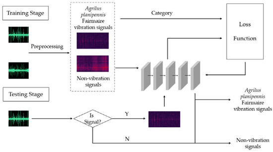 Trunk Borer Identification Based on Convolutional Neural Networks