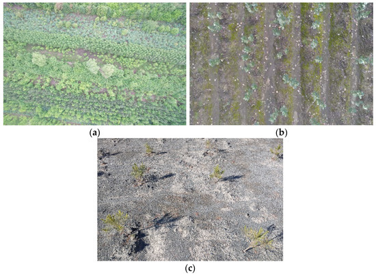Tree Seedlings Detection And Counting Using A Deep Learning Algorithm