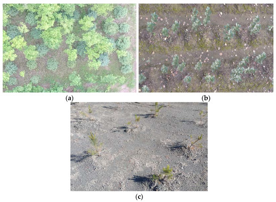 Tree Seedlings Detection and Counting Using a Deep Learning Algorithm