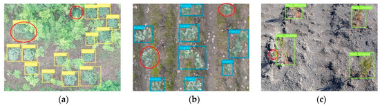 Tree Seedlings Detection And Counting Using A Deep Learning Algorithm