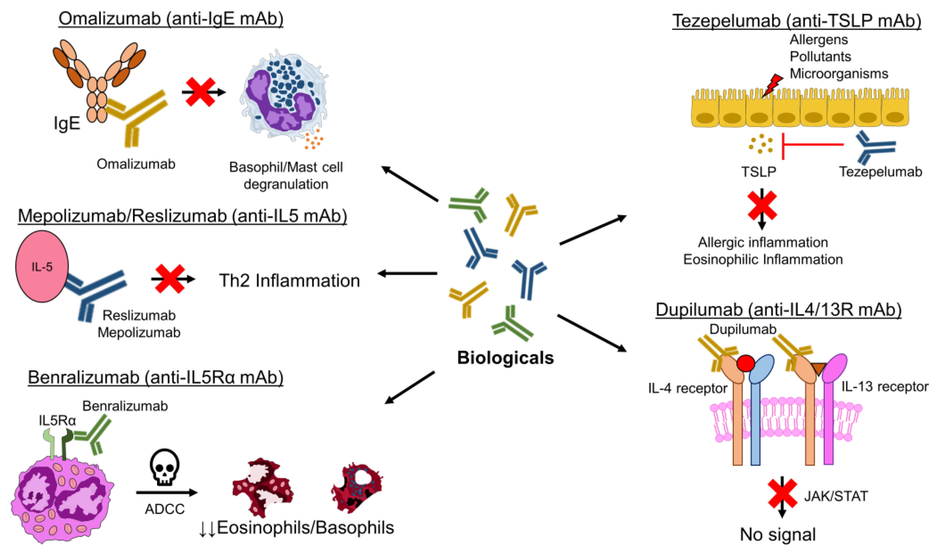 Diagnosis and Treatment in Asthma and Allergic Rhinitis: Past, Present ...
