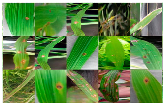 An Improved Approach to Detection of Rice Leaf Disease with GAN-Based ...