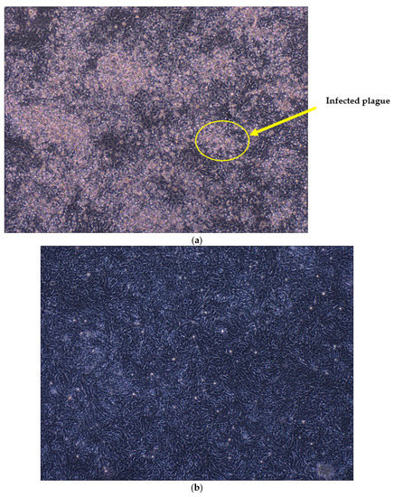 Comparative Study of Blue Light with Ultraviolet (UVC) Radiation on ...
