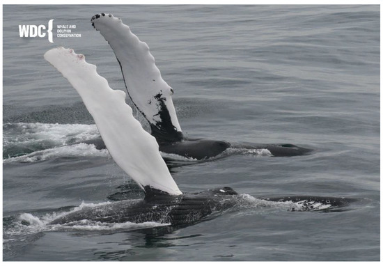 Unsteady Aerodynamic Design of a Flapping Wing Combined with a Bionic ...