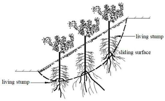 A 3D Model Applied to Analyze the Mechanical Characteristic of Living ...
