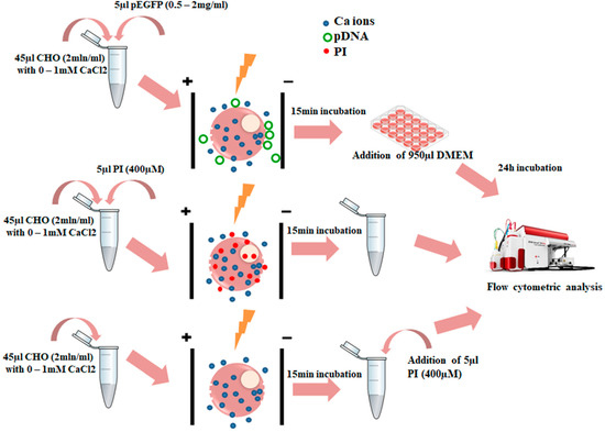 The Influence of Calcium Ions on the Electrotransfer Efficiency of ...