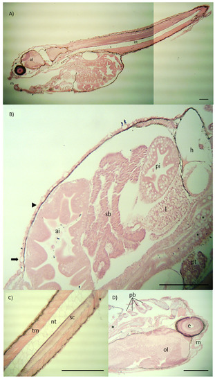 An Easy-to-Use Histological Technique for Small Biological Samples of ...