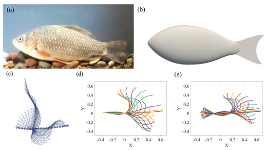 Hydrodynamics and Musculature Actuation of Fish during a Fast Start