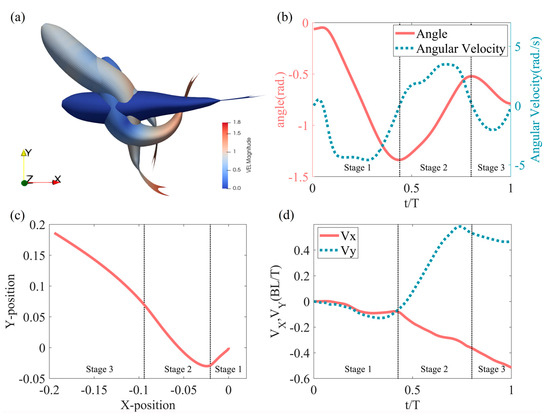 Hydrodynamics and Musculature Actuation of Fish during a Fast Start