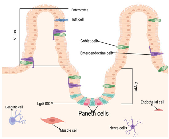 Paneth Cells and Lgr5+ Intestinal Stem Cells in Radiation Enteritis