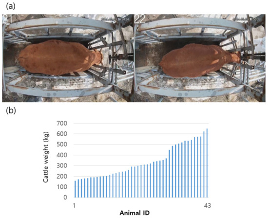 Cattle Weight Estimation Using Fully and Weakly Supervised Segmentation from 2D Images