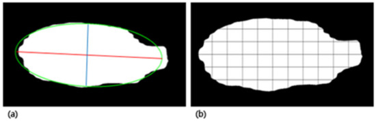 Cattle Weight Estimation Using Fully and Weakly Supervised Segmentation ...