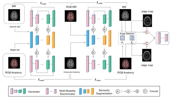 ColorMedGAN: A Semantic Colorization Framework for Medical Images